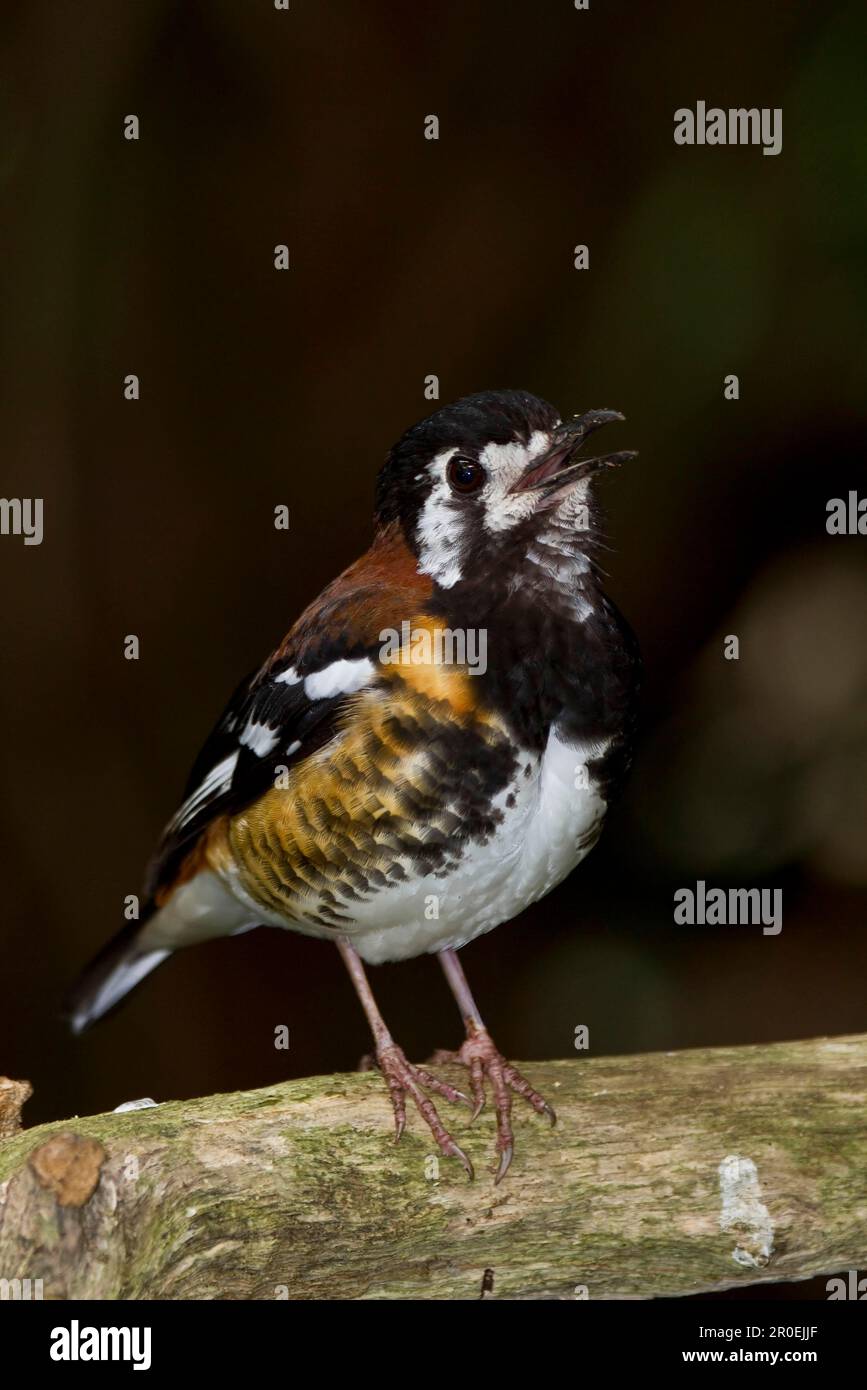 The Chestnut Thrush (Zoothera dohertyi) is a species of ground thrush ...