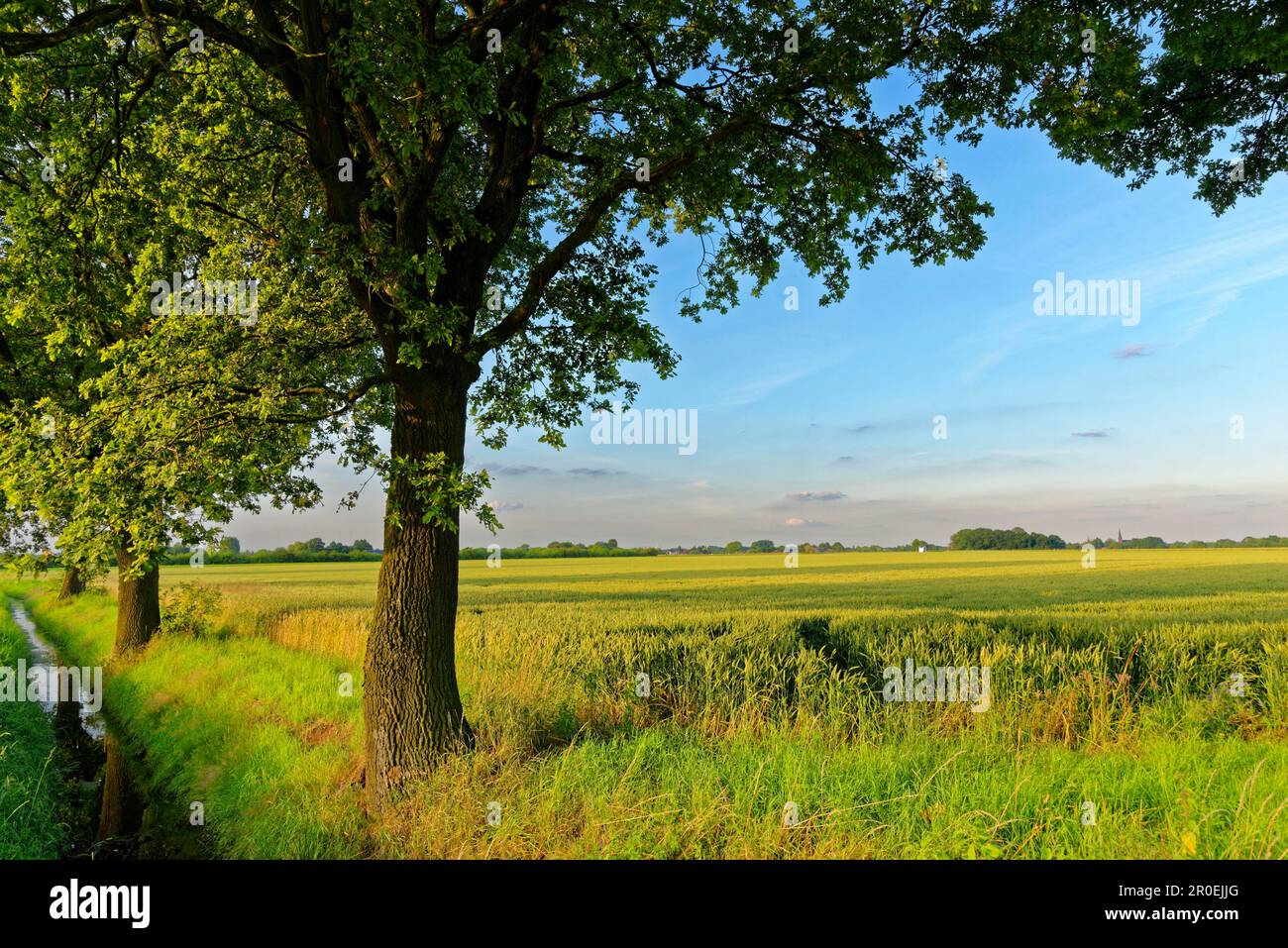 Common oak (Quercus robur), Kempen, NRW, North Rhine-Westphalia ...