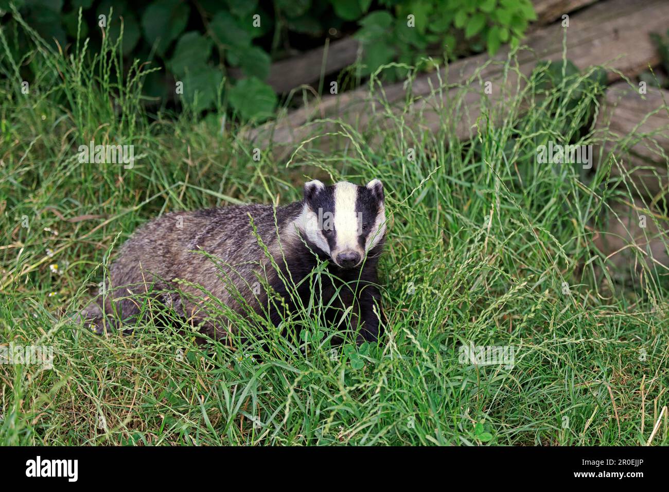 European badger (Meles meles), Surrey, England, United Kingdom Stock ...