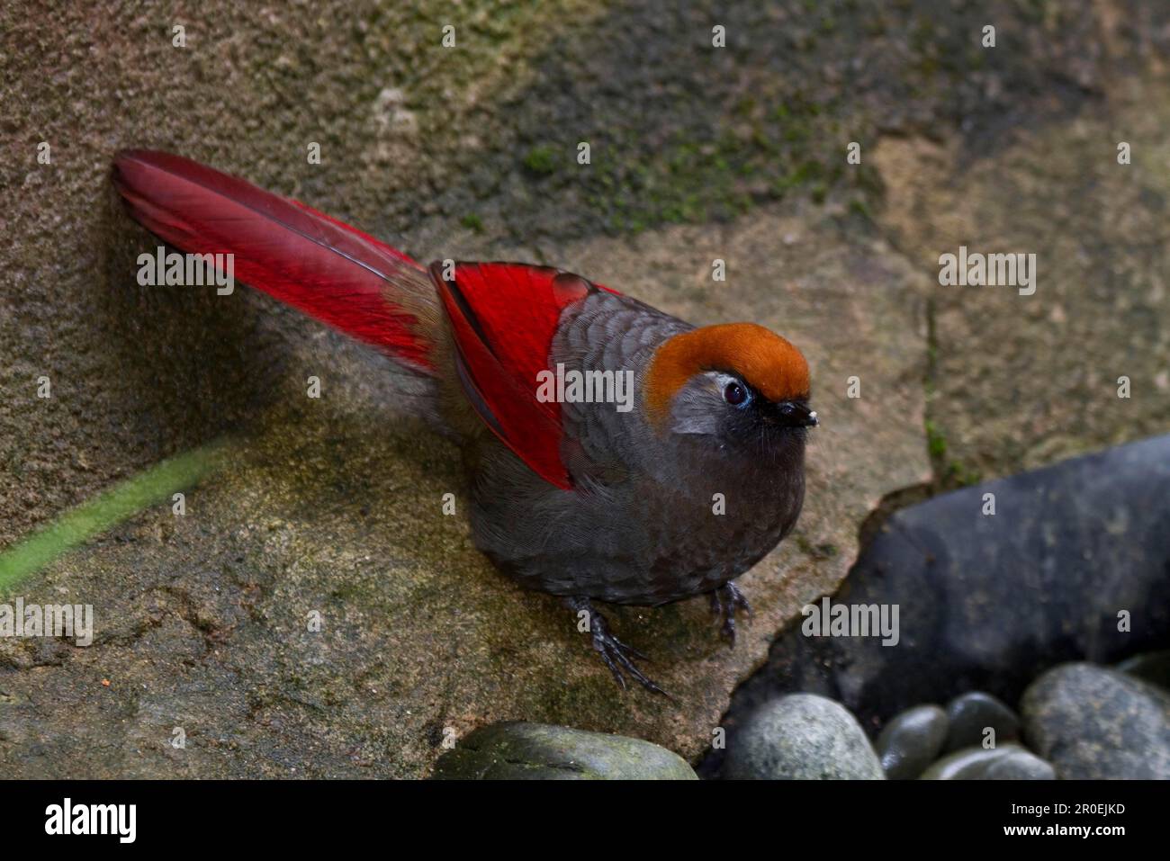 Trochalopteron milnei, Red-tailed Laughing Thrush, Red-tailed Laughing ...