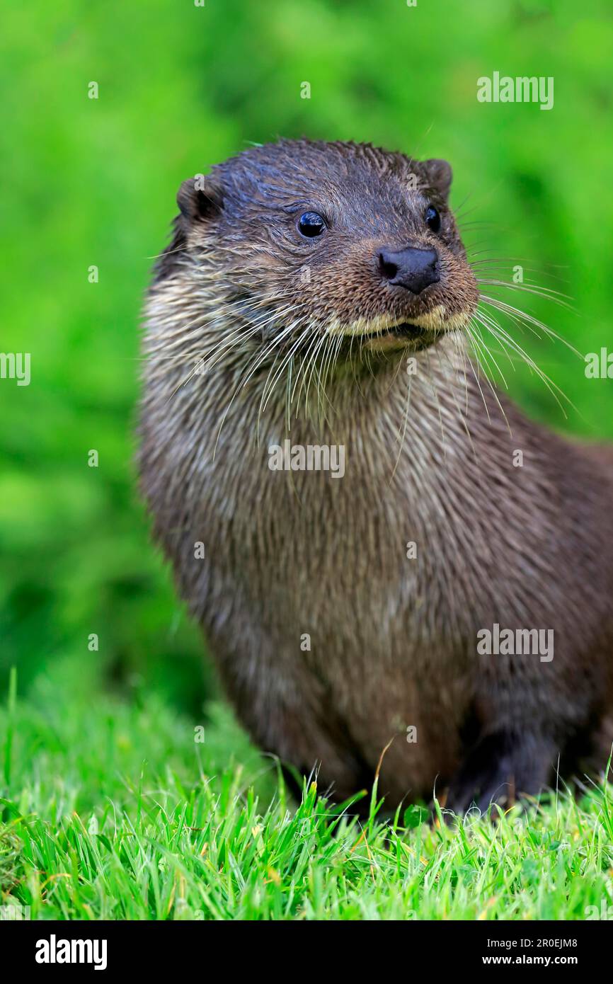 European otter (Lutra lutra), Surrey, England, Europe Stock Photo - Alamy