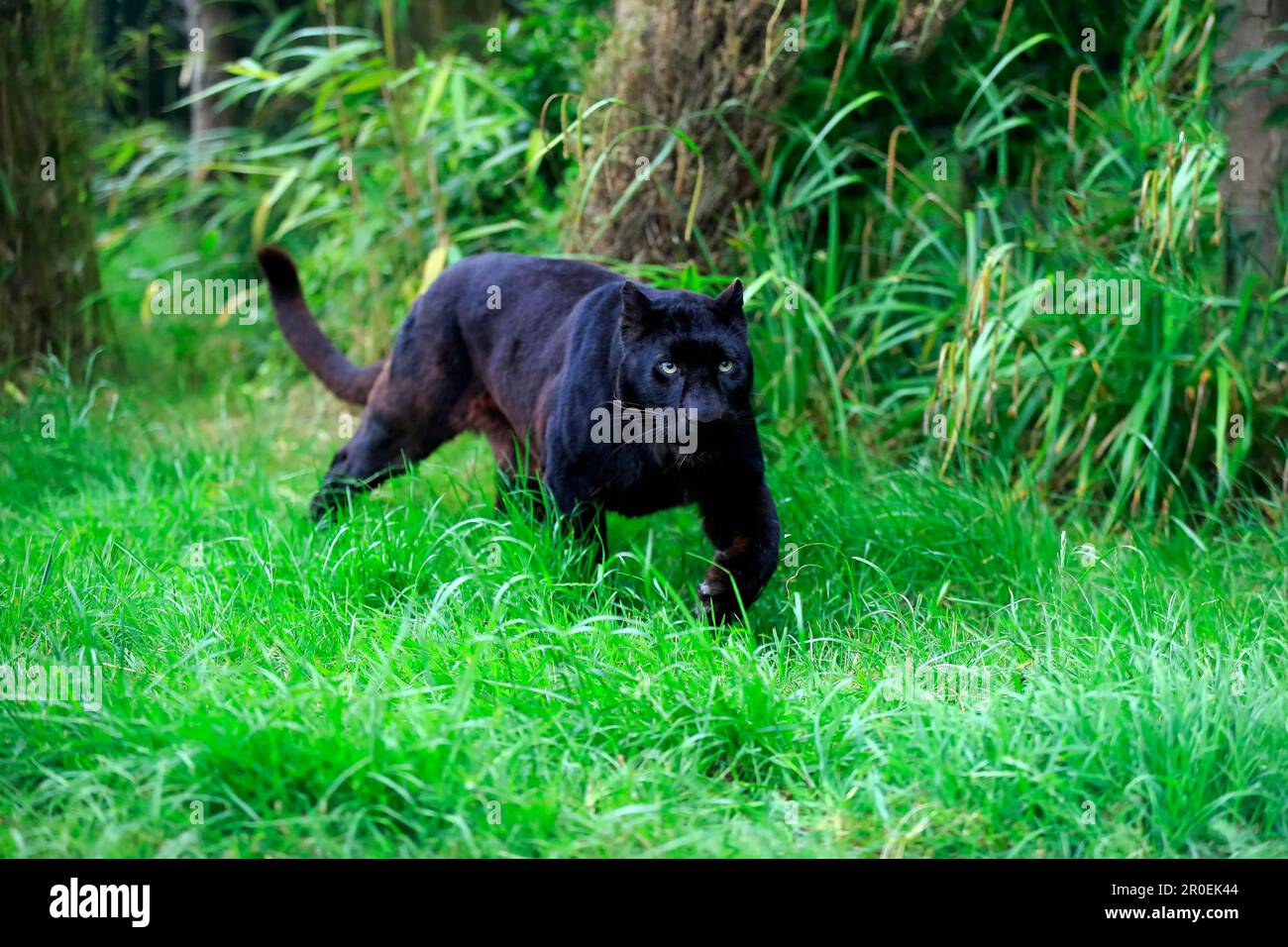 Leopard (Panthera pardus), black panther, Africa Stock Photo - Alamy