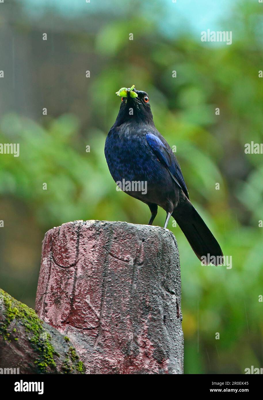 Taiwan Whistling-thrush (Myophonus insularis) adult, with insect prey ...