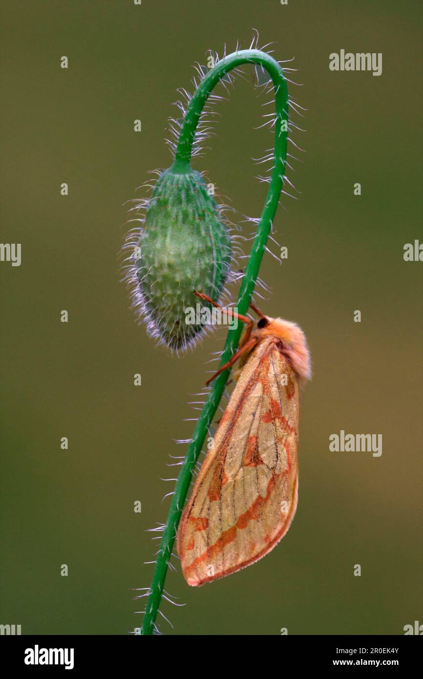 Ghost Moth (Hepialus humuli humuli) adult female, resting on poppy ...