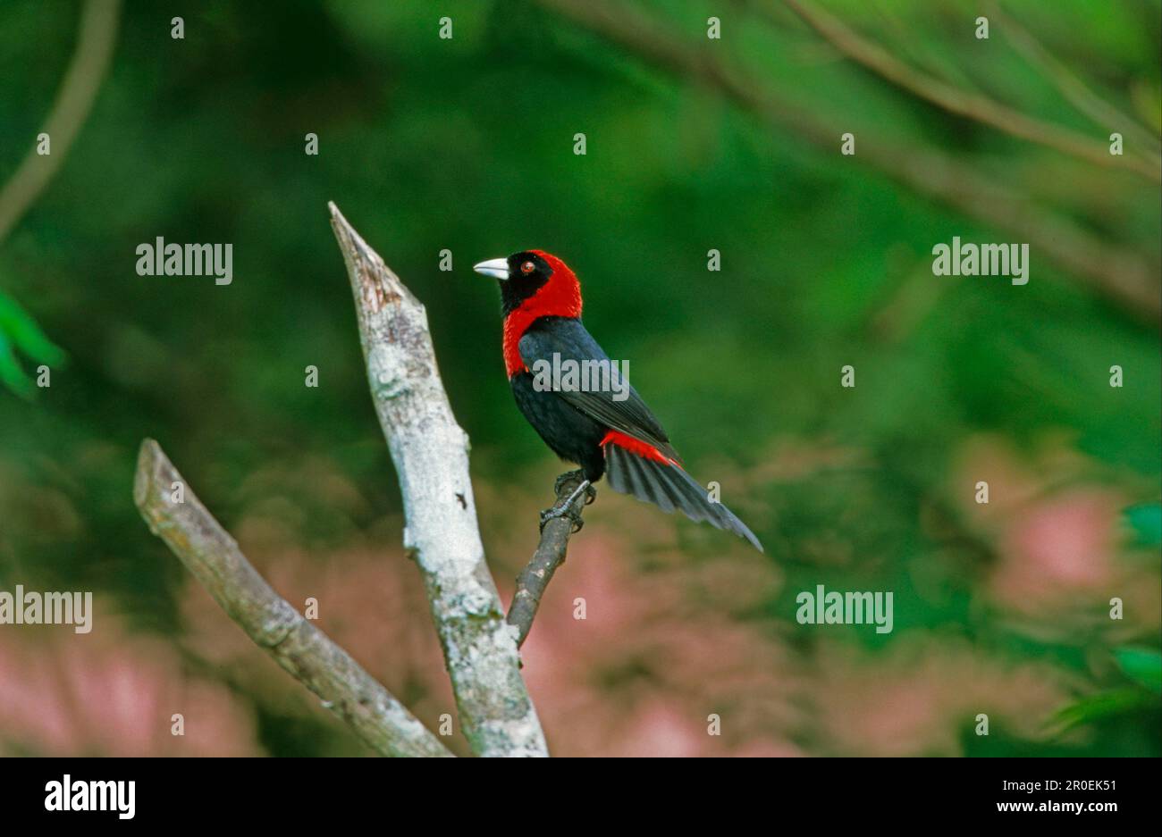 Crimson-collared tanager (Phlogothraupis sanguinolenta) on the branch ...