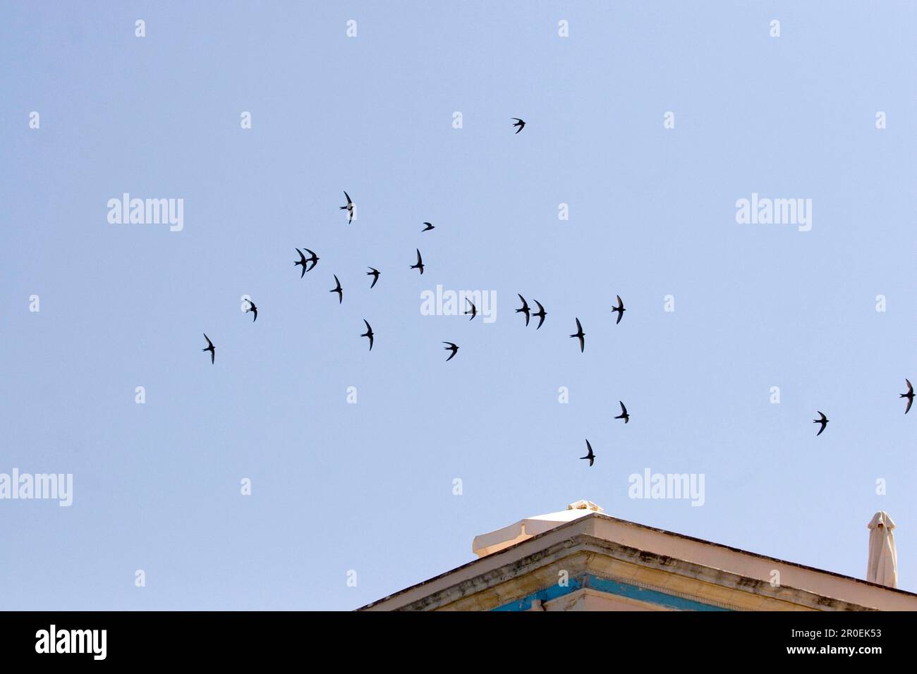 Swift flock over roof Stock Photo - Alamy