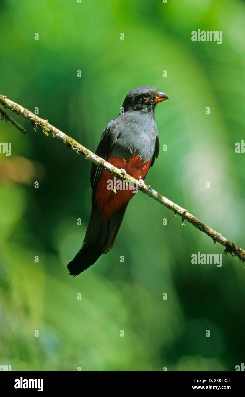 Slaty-tailed Trogon, Slaty-tailed Trogon, Trogon, Trogons, Animals ...