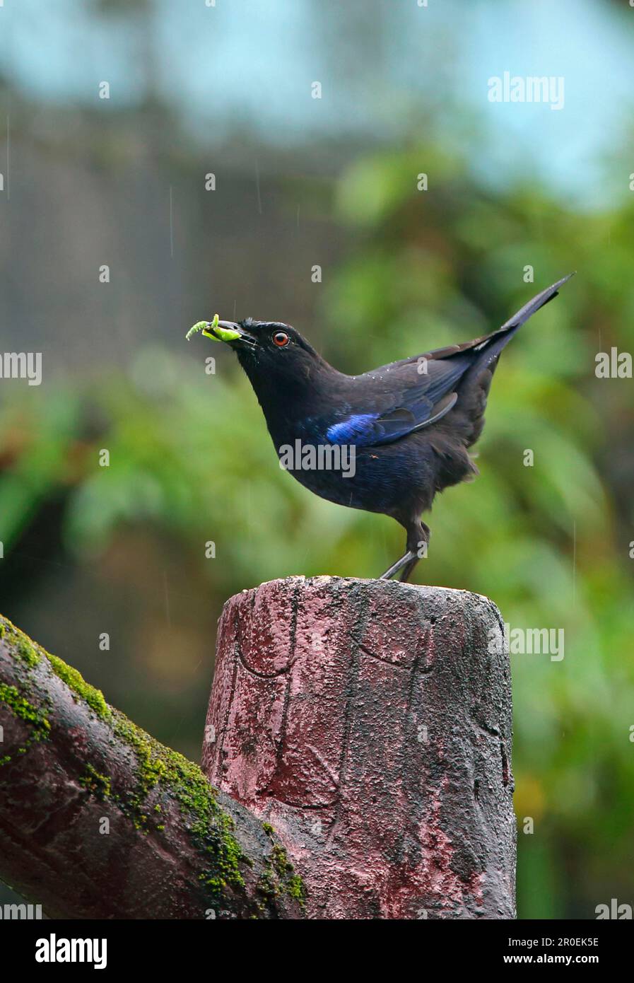 Taiwan Whistling-thrush (Myophonus insularis) adult, with insect prey ...