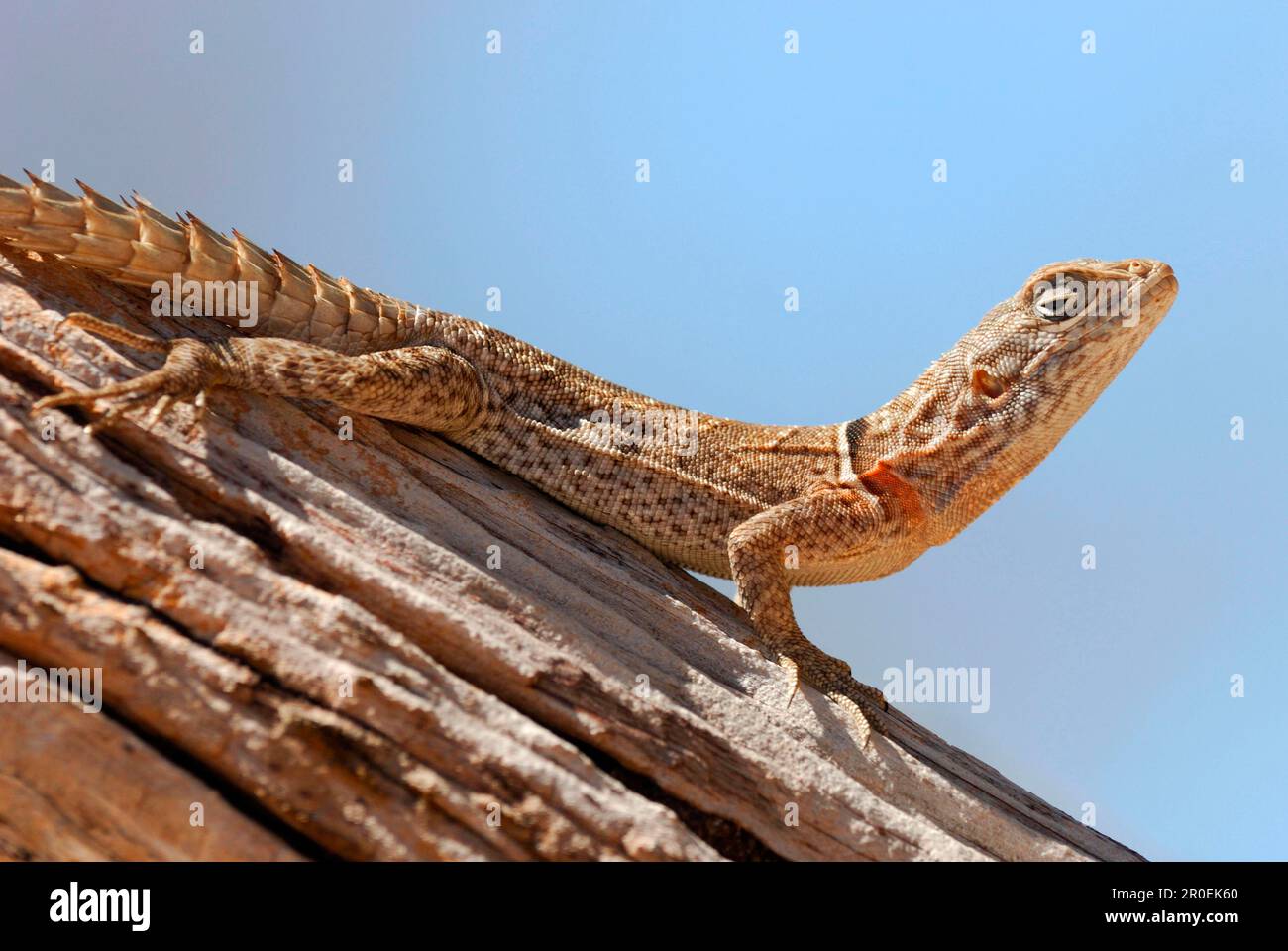 Madagascar Spiny-tailed Iguana, Small Madagascar Tree Iguana, merrem's ...