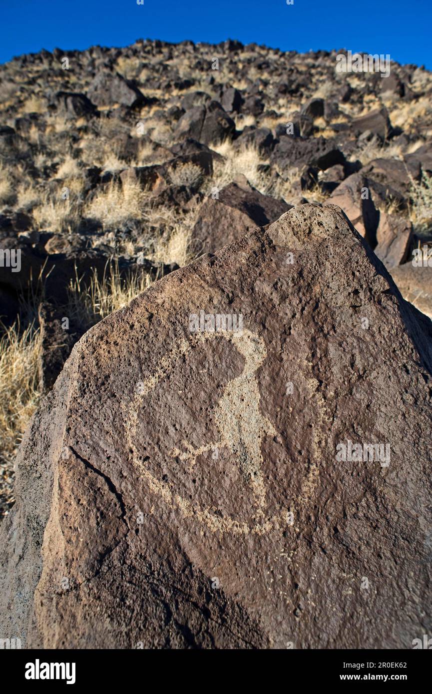 Hummingbird petroglyphs carved on basalt rock, Petroglyph National ...