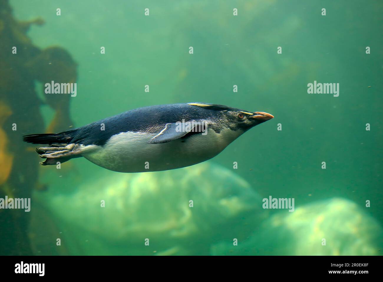 Southern rockhopper penguin (Eudyptes chrysocome), South Africa Stock ...