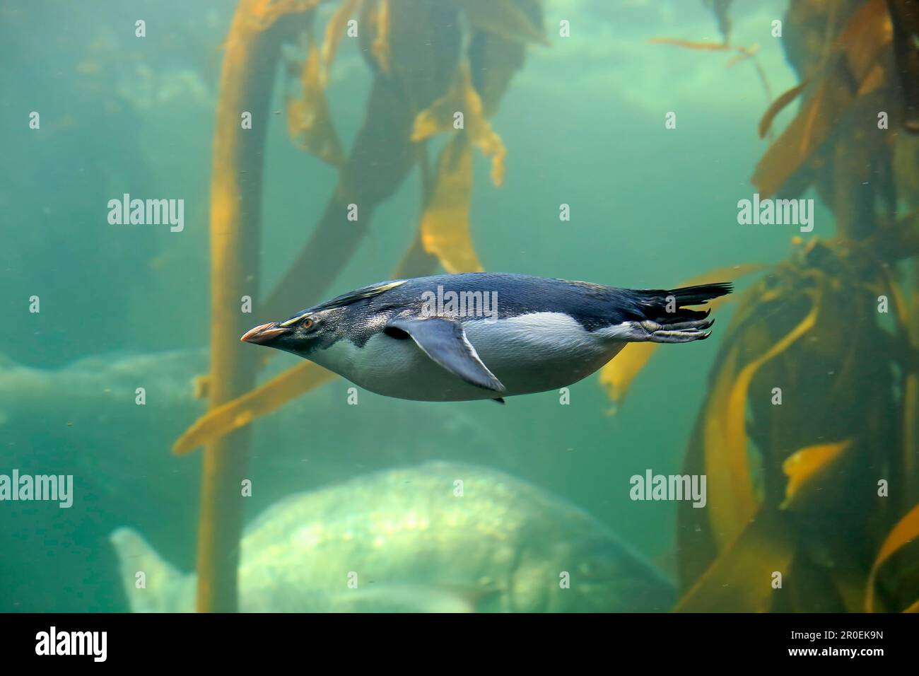 Southern rockhopper penguin swim hi-res stock photography and images ...