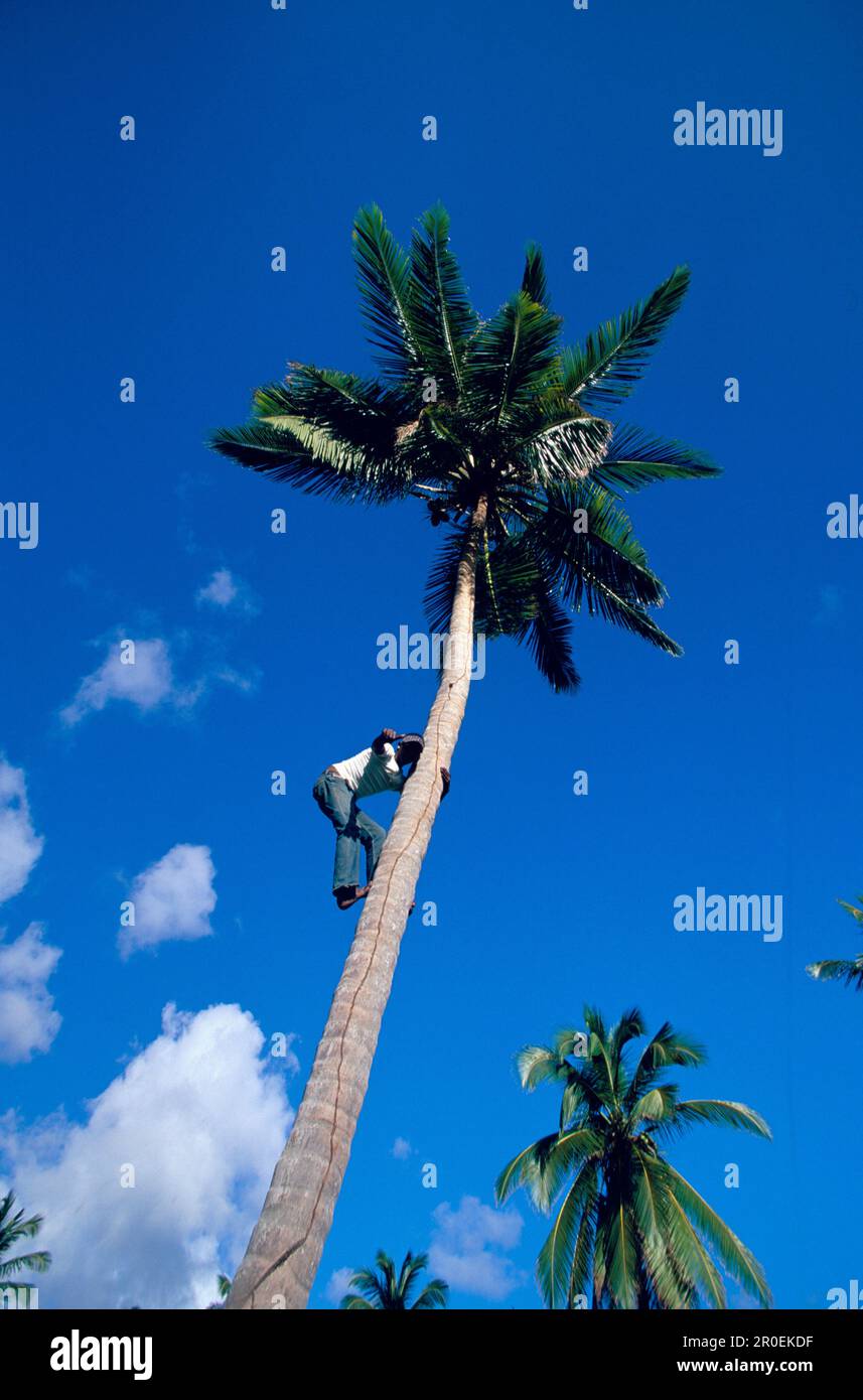 Climbing, Palm Tree, Man, Climbing on a palm tree at Cayo Levantado ... Climbing, Palm Tree, Man, Climbing on a palm tree at Cayo Levantado ...