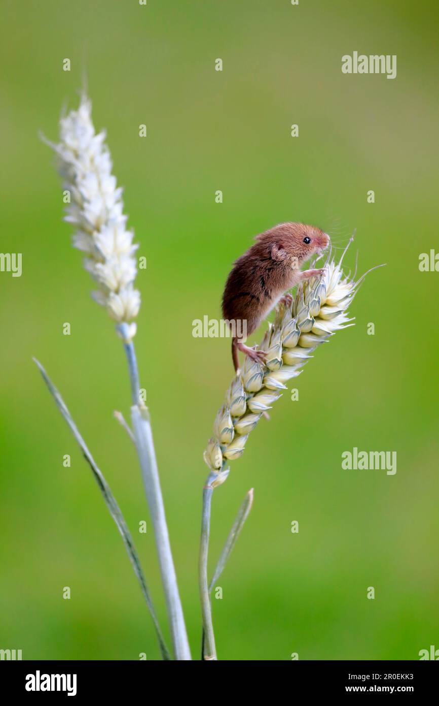 Harvest mouse (Micromys minutus), on wheat ear, Surrey, England, Europe ...