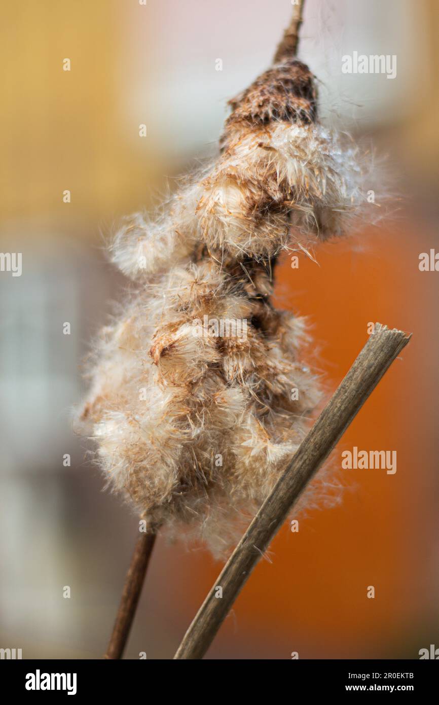 Triangular stems hi-res stock photography and images - Alamy