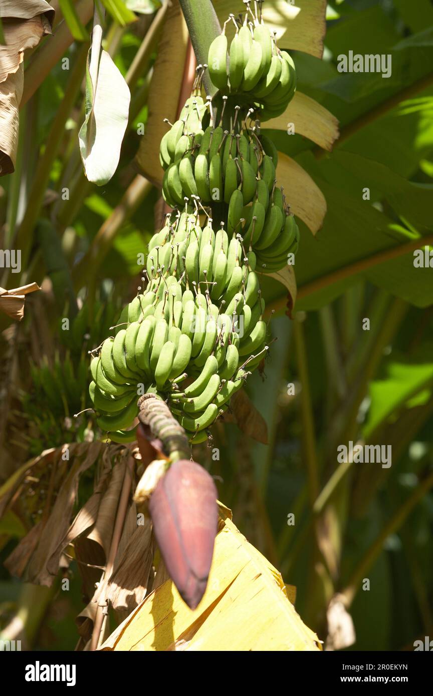 Banana plant on the plantation Grand Cafe Belair, Sainte-Marie ...