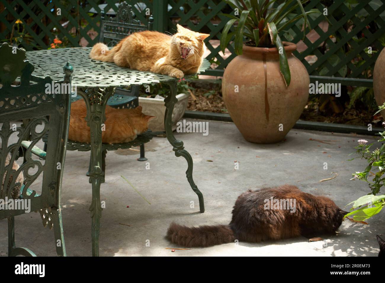 Cats in Ernest Hemingway Home and Museum, Key West, Florida USA Stock ...