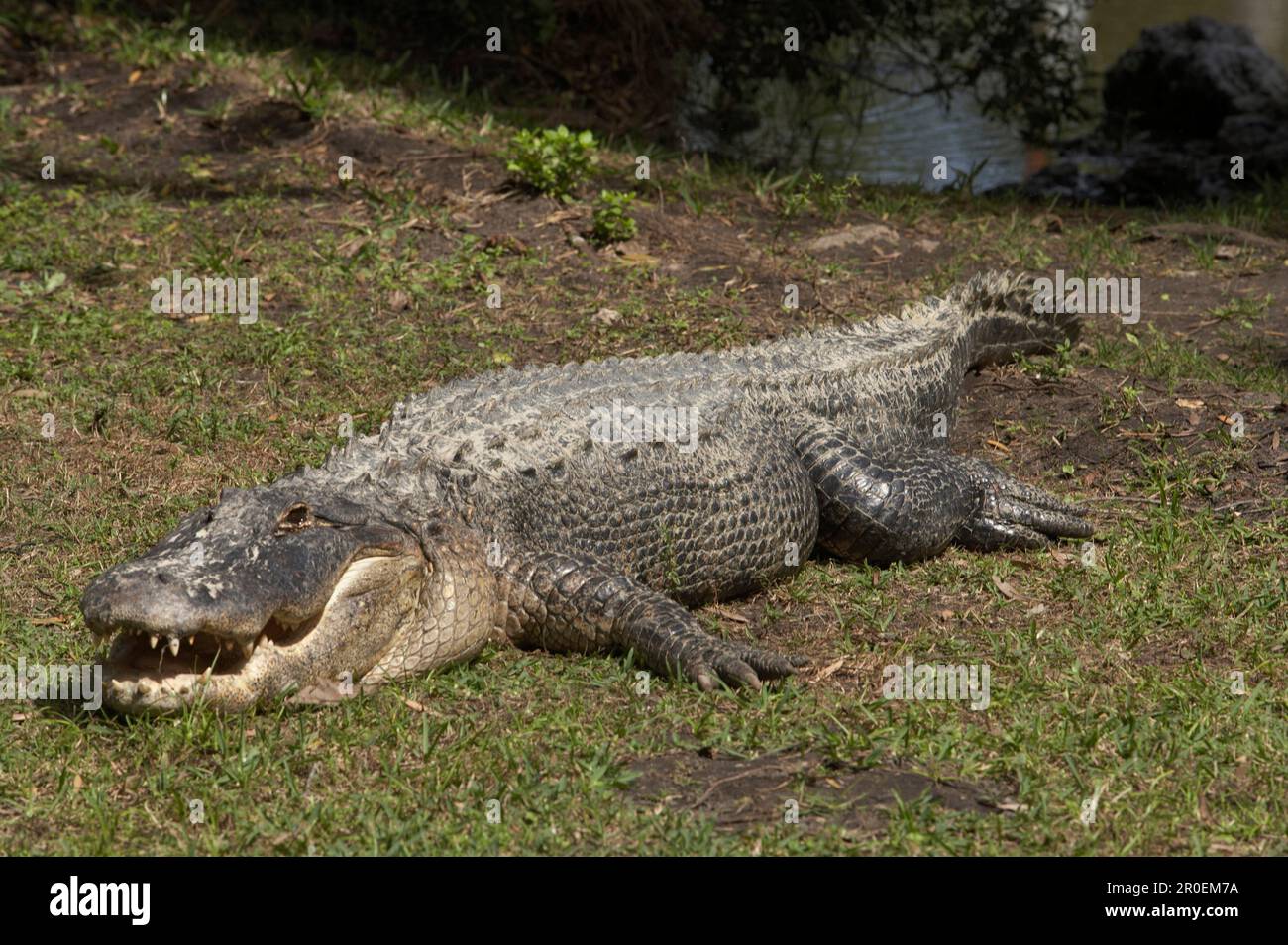 Wild alligator, Everglades, Florida USA Stock Photo - Alamy