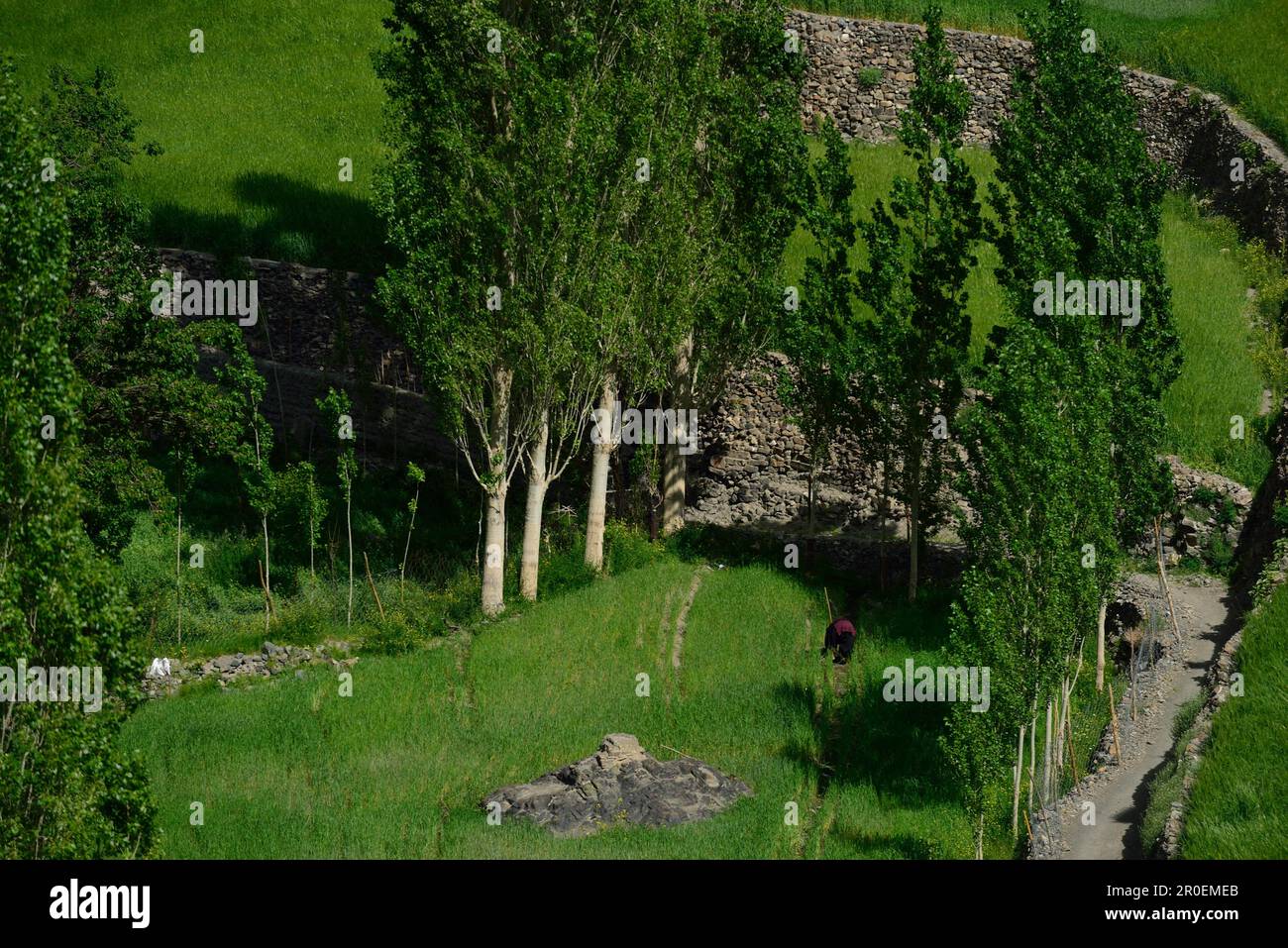 Grain fields, Wanla, Ladakh, Jammu and Kashmir, India Stock Photo - Alamy