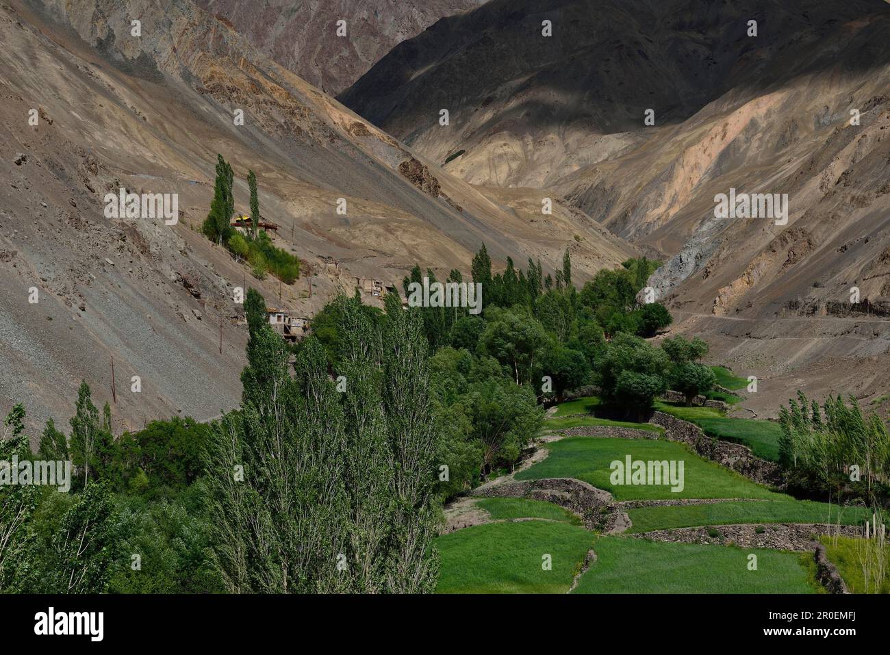 Grain fields, Wanla, Ladakh, Jammu and Kashmir, India Stock Photo - Alamy