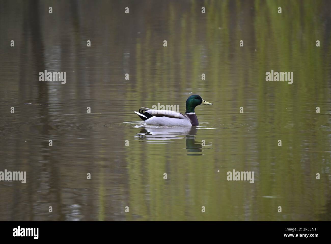 ''Duck in the lake'' Stock Photo - Alamy