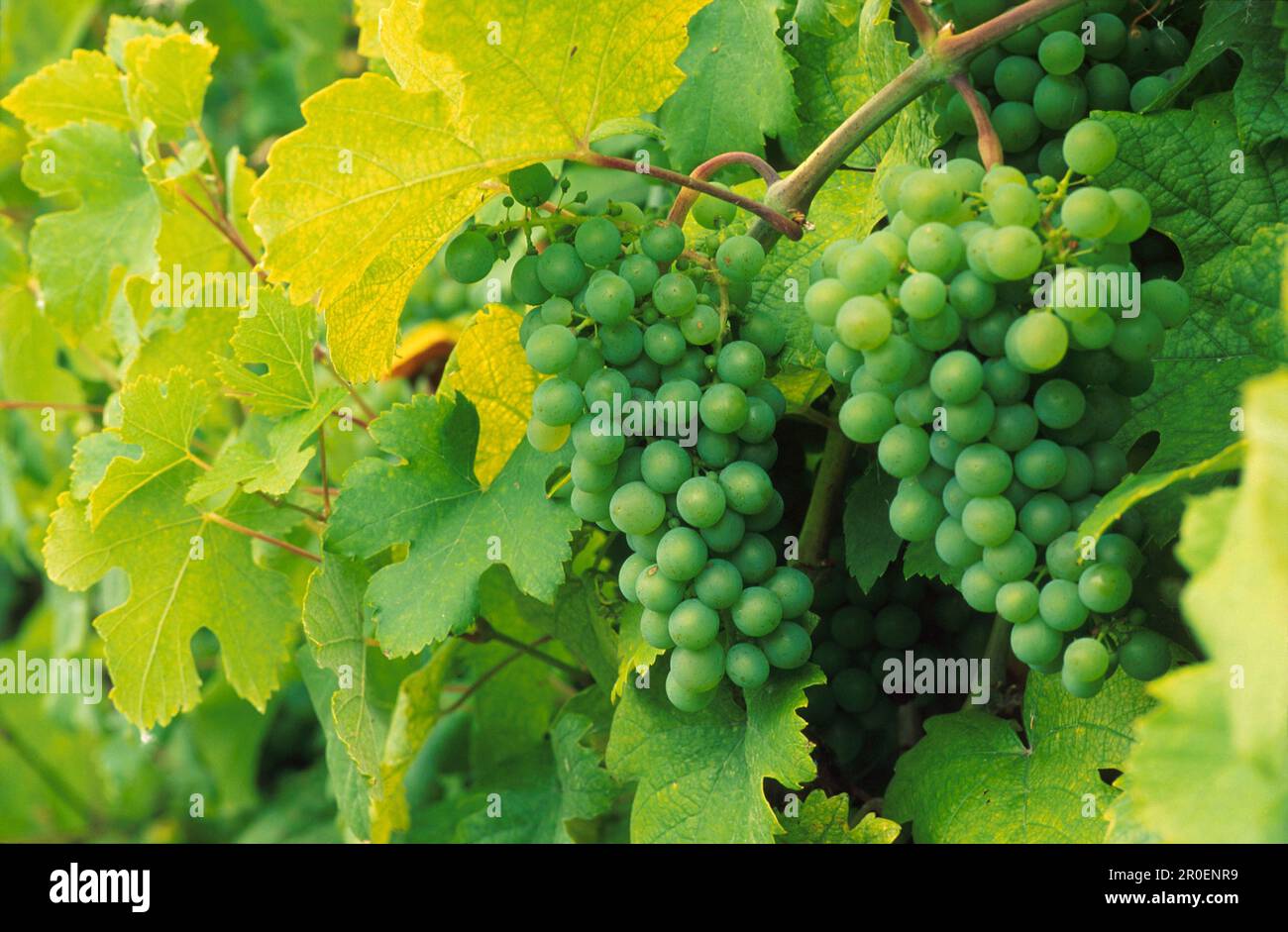 Plants full of grapes hi-res stock photography and images - Alamy