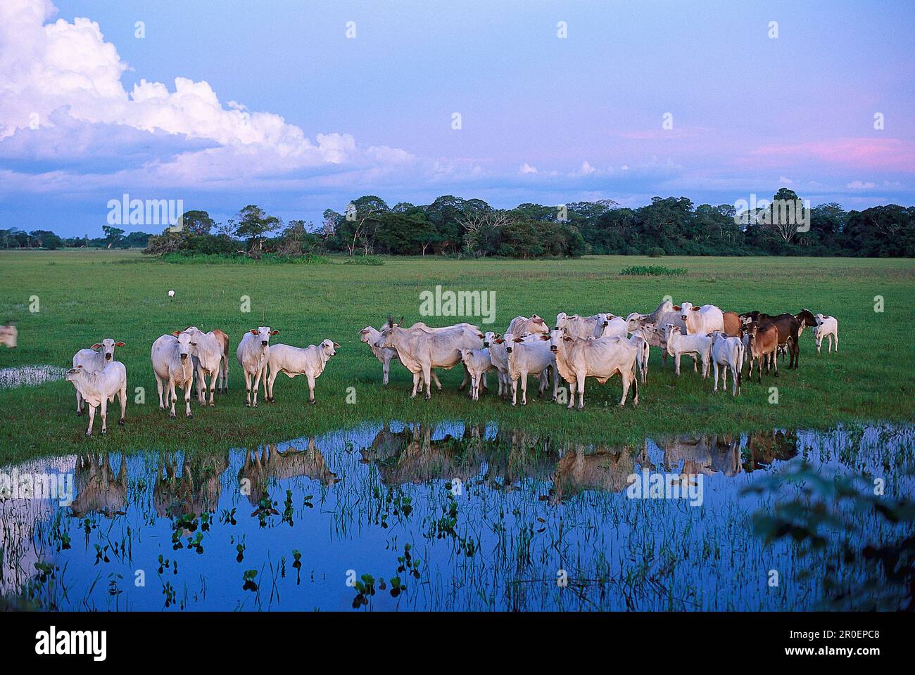 Rinderherde hi-res stock photography and images - Alamy