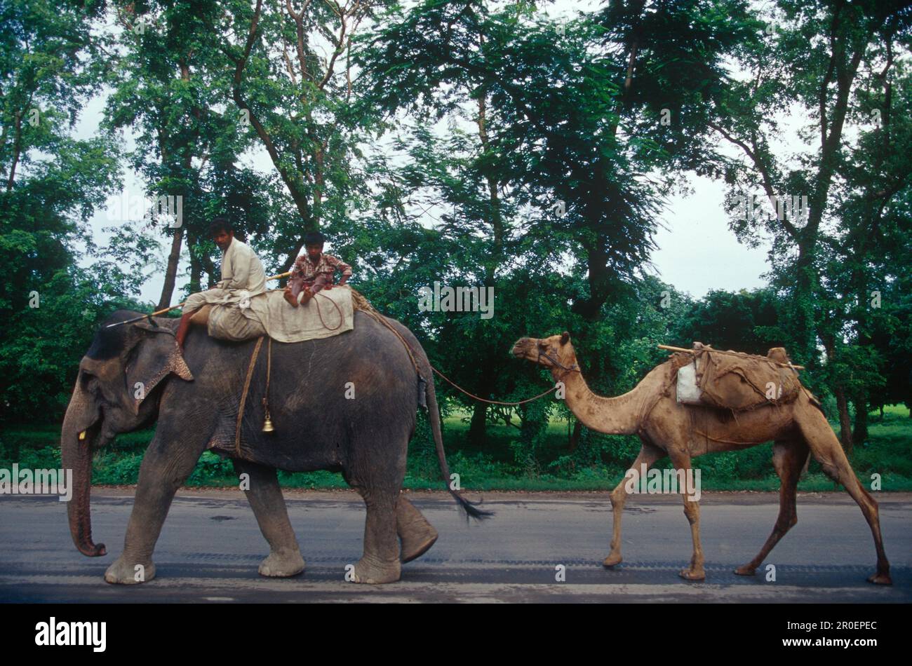 Riding an elephant, camel, Muzaffarpur Bihar, India Stock Photo - Alamy