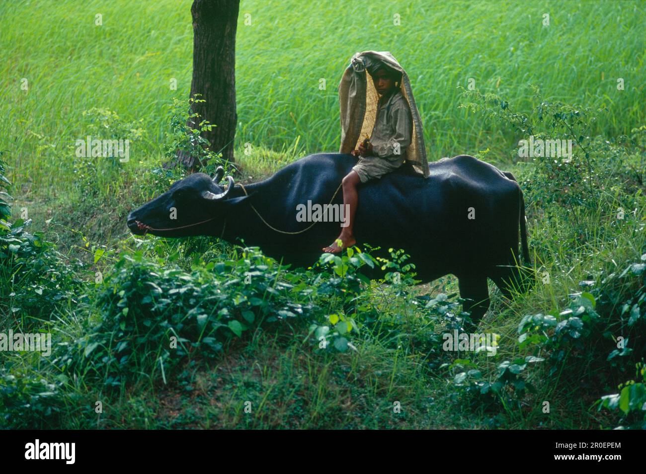 Boy riding a cow, Muzaffarpur Bihar, India Stock Photo - Alamy