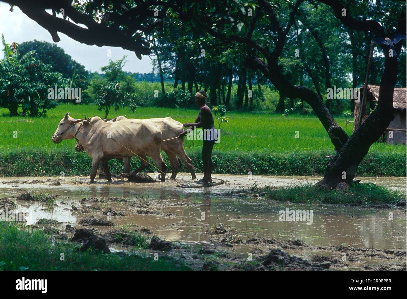 Indian man ploughing a field with cows hi-res stock photography and ...