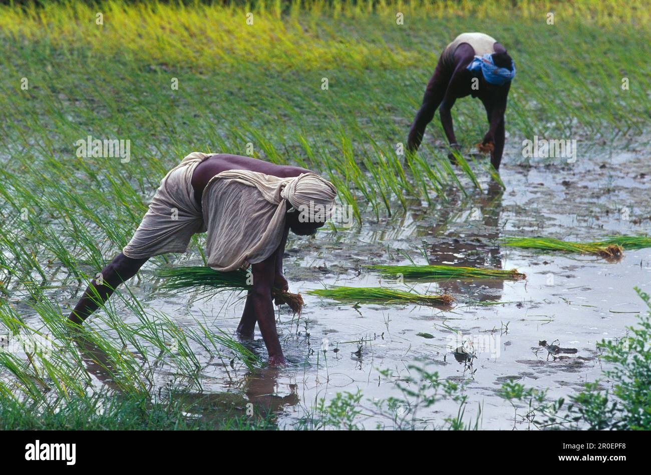 People planting a rice paddy, Sitamarhi, Muzaffarpur, Bihar, India ...
