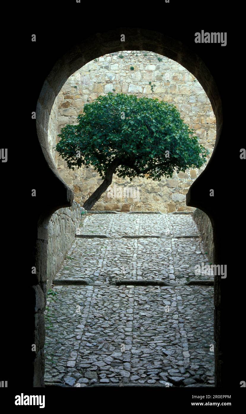 castle gate with tree, Castillo Trujillo, Prov. Caceres, Extremadura ...