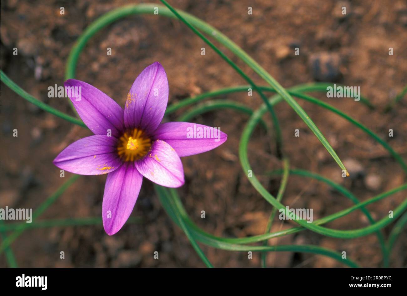 Lilac flower blossom, Romulea columnae, Canary Islands, Spain Stock ...