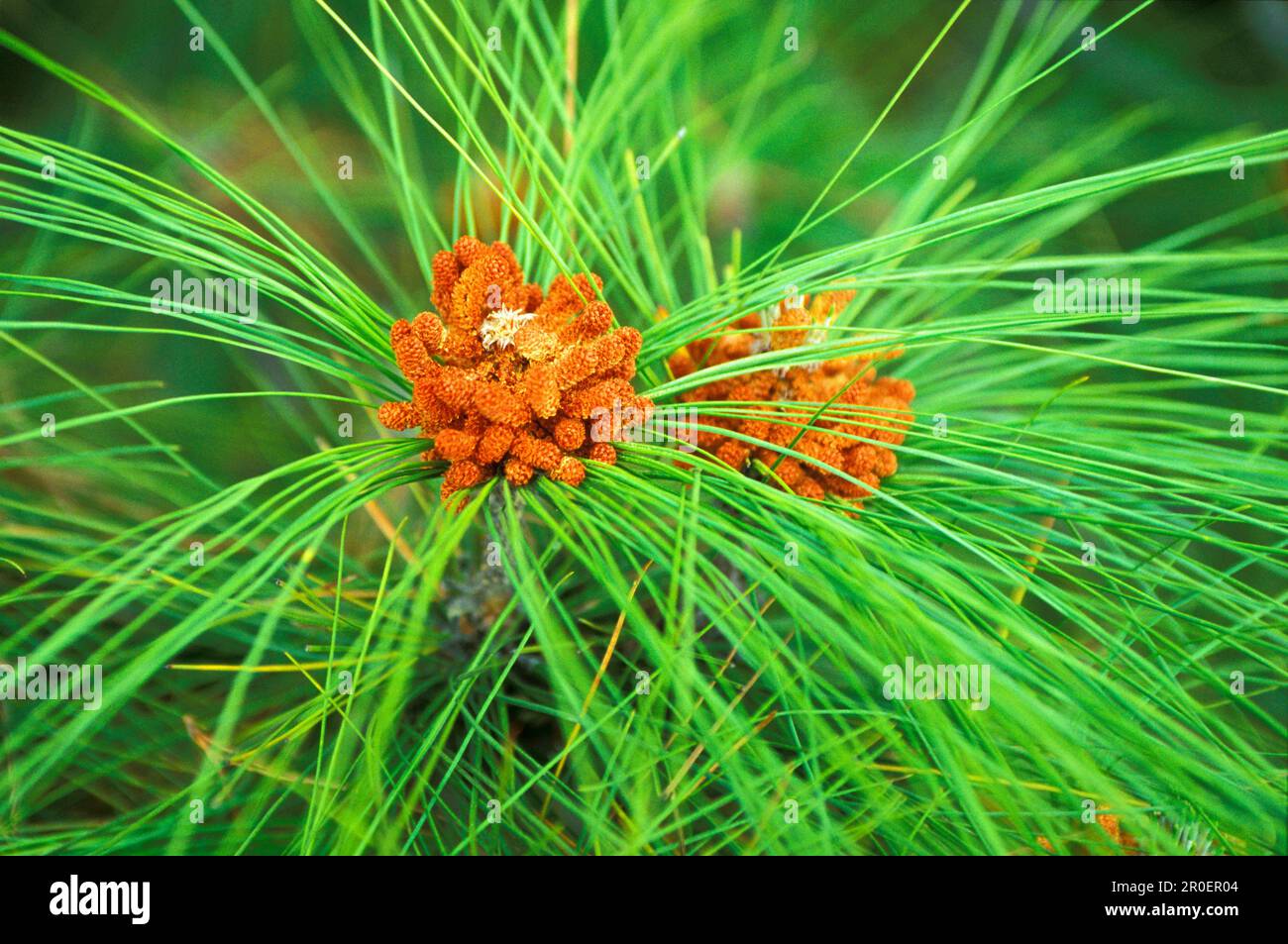 Pinus canariensis, the Canary Island Pine, Canary Islands, Spain Stock ...