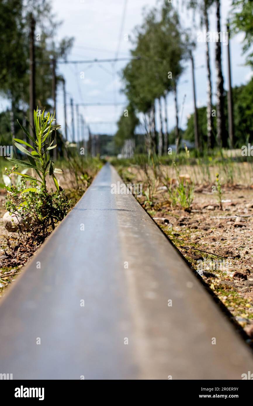 Tram rail among green grass close up, bottom view Stock Photo - Alamy