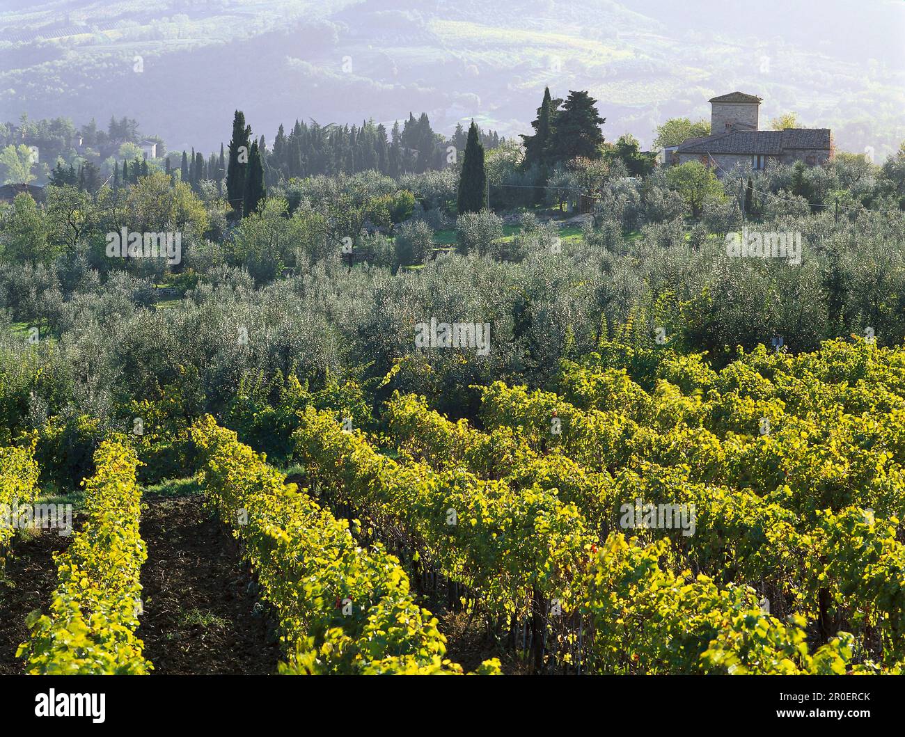 Vineyards and olive trees, Chianti, Tuscany, Italy Stock Photo - Alamy
