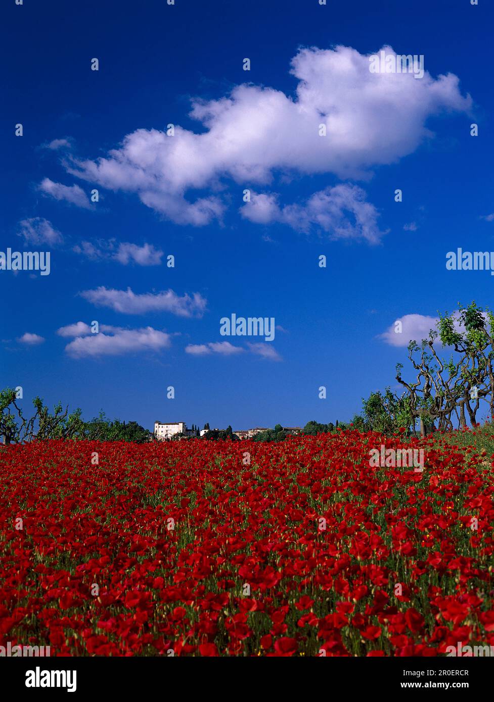 Poppy Seed Field, Chianti, Tuscany, Italy Stock Photo - Alamy