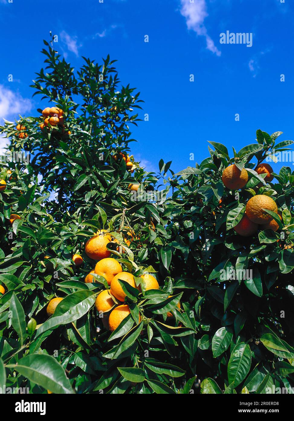 Orange Tree in a plantation, La Granja, Majorca, Spain Stock Photo - Alamy
