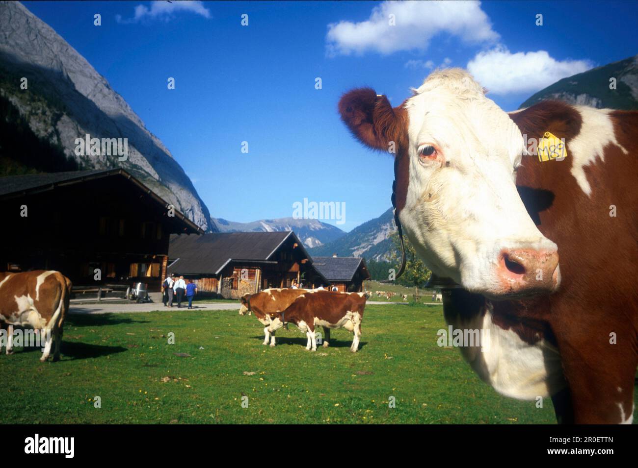 Kuehe, Engalm, Ahornboden, Karwendel, Alpen, Tirol Oesterreich Stock ...