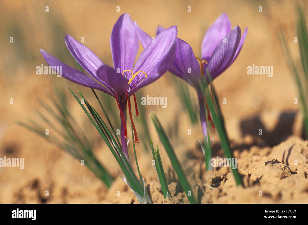 Safran, Crocus sativus Kastilien, Spanien Stock Photo - Alamy