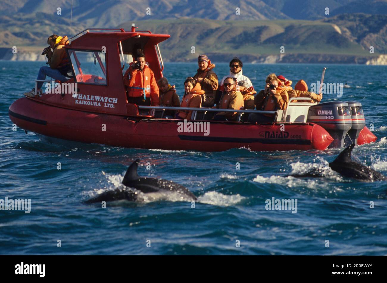 Dolphins folllow Whalewatch boat, NZ, Dolphins follow the tourist boat ...