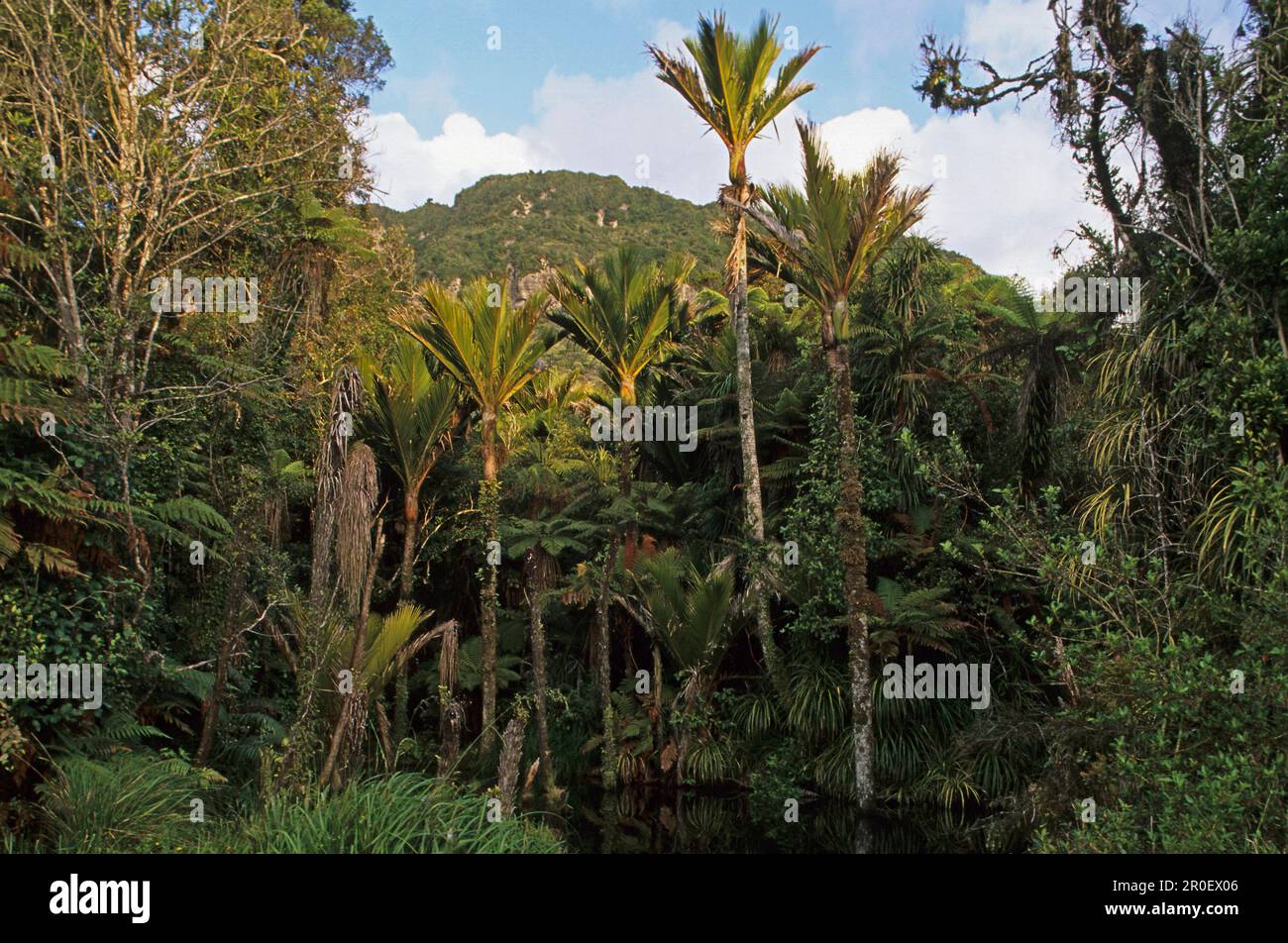 Nikau palms at Paparoa National Park, South Island, New Zealand ...