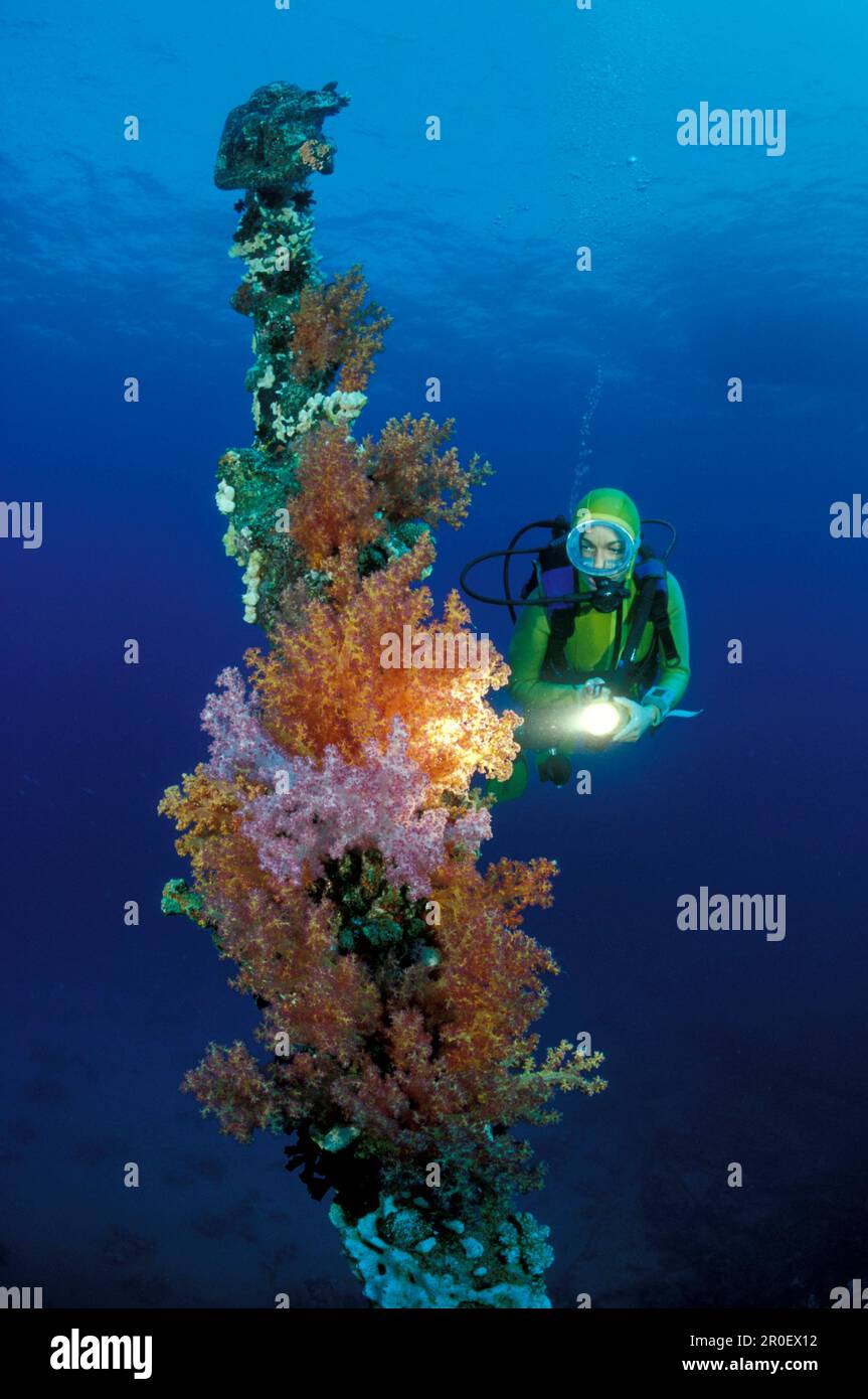 Wreck diving Numibia, Egypt, Red Sea, Brother Islands Stock Photo - Alamy