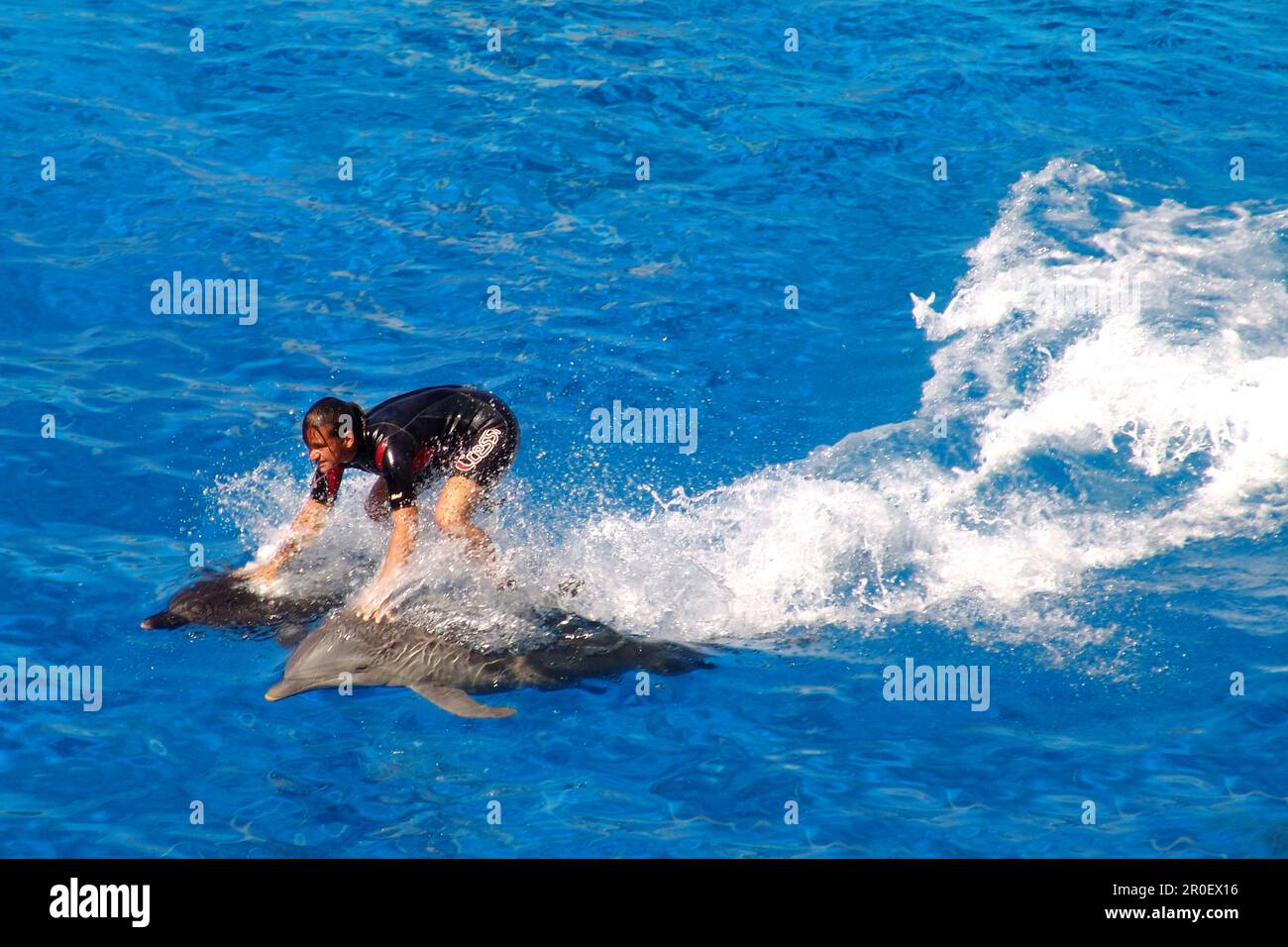 Dolphin Show at an aquarium, Valencia, Spain, Europe Stock Photo - Alamy