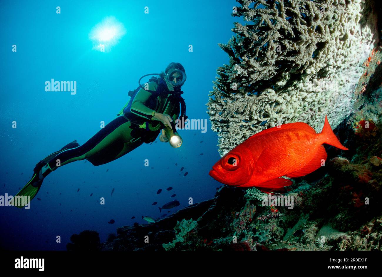 Crescent-tail bigeye and scuba diver, Priacanthus hamrur, Malaysia ...
