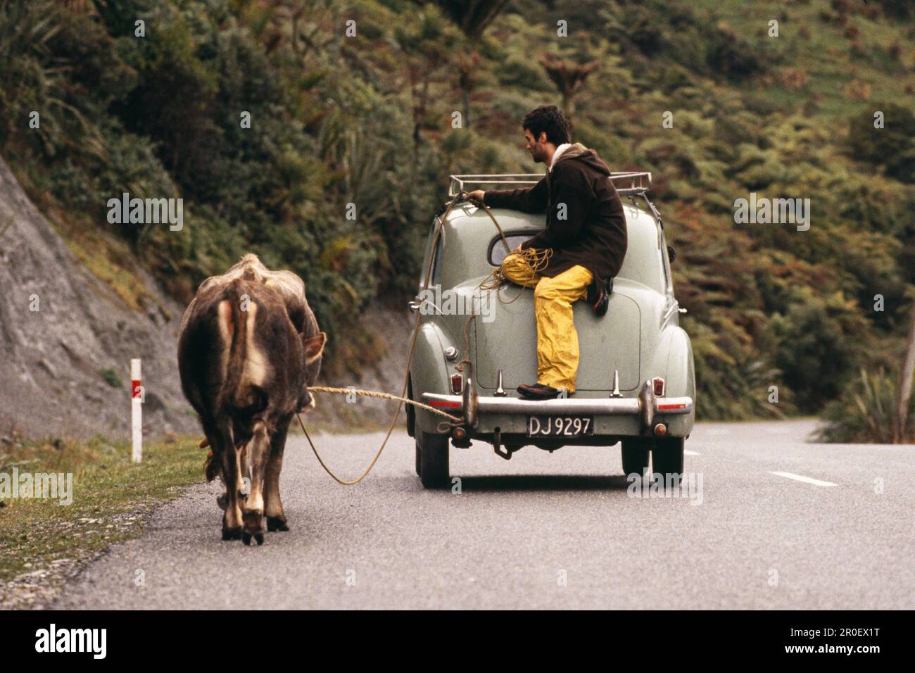 Farmer driving cow hi-res stock photography and images - Alamy