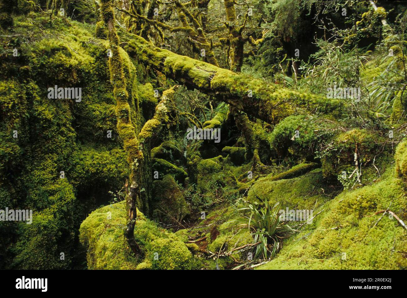Moss covered forest, NZ, Moss-covered forest, Routeburn Track, one of ...