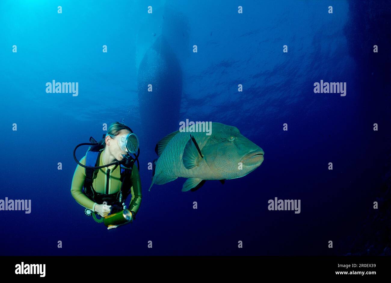 Humpback wrasse and scuba diver, Cheilinus undulatus, Maldives Islands ...