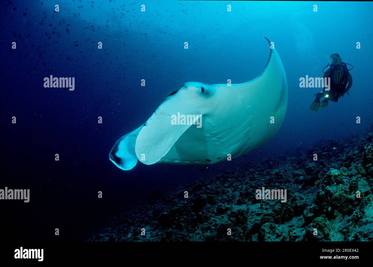 Mantarochen und Taucher, Manta ray and scuba diver, Manta birostris ...