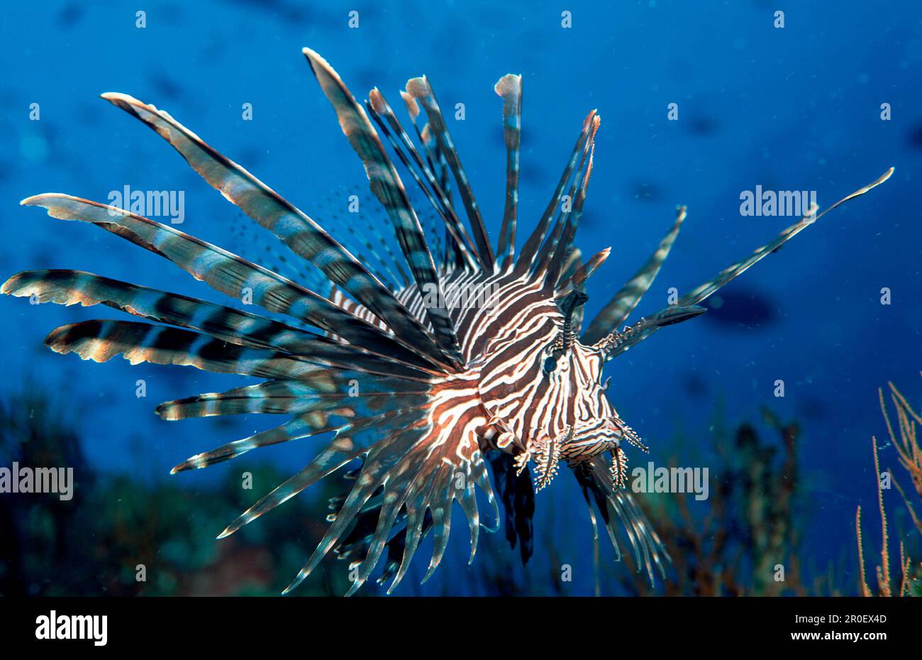 Lionfish, Turkeyfish, Pterois volitans, Indonesia, Bali, Indian Ocean ...